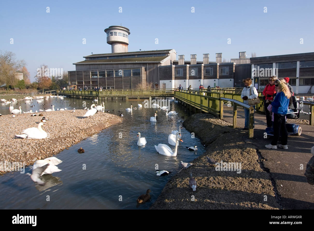 Slimbridge Wildfowl and Wetland Trust Gloucestershire England Stock ...