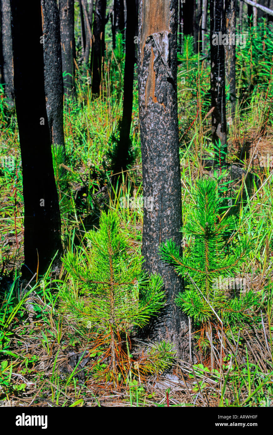 New growth in the burnt trees Stock Photo - Alamy