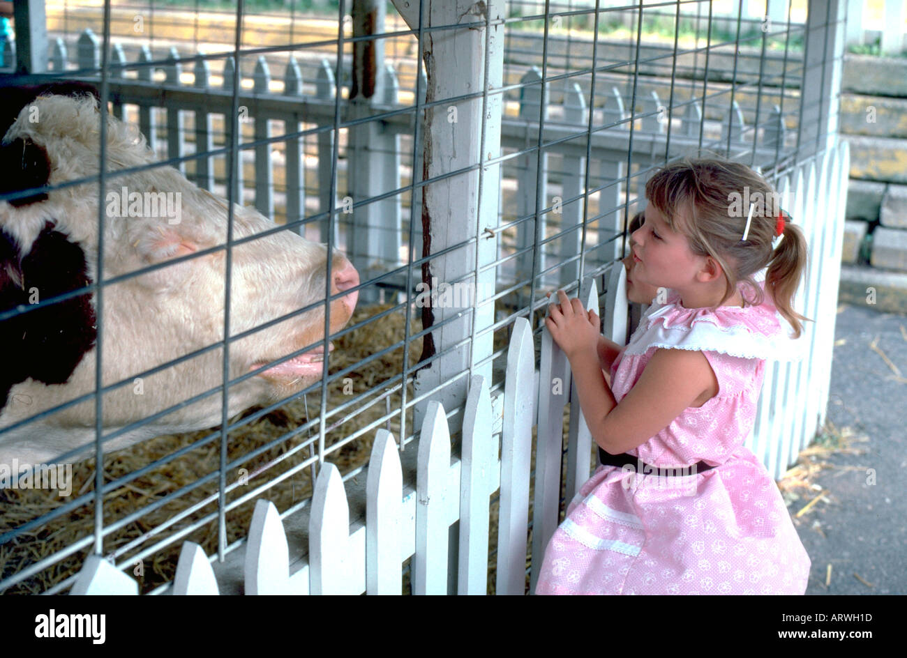 Girl age 5 looking at cow at Minnesota State Fair petting zoo. St Paul ...