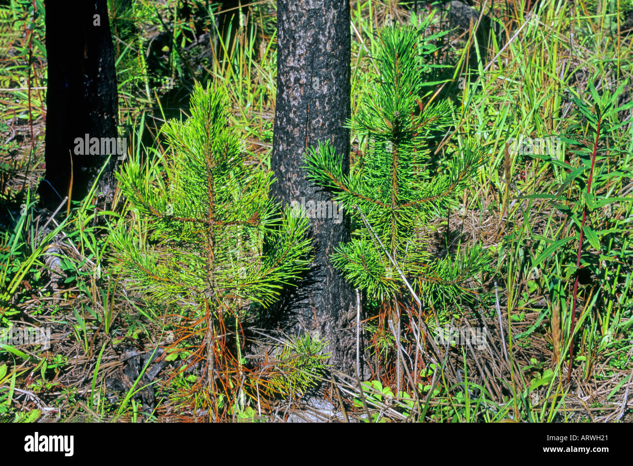 Burnt seedlings hi-res stock photography and images - Alamy