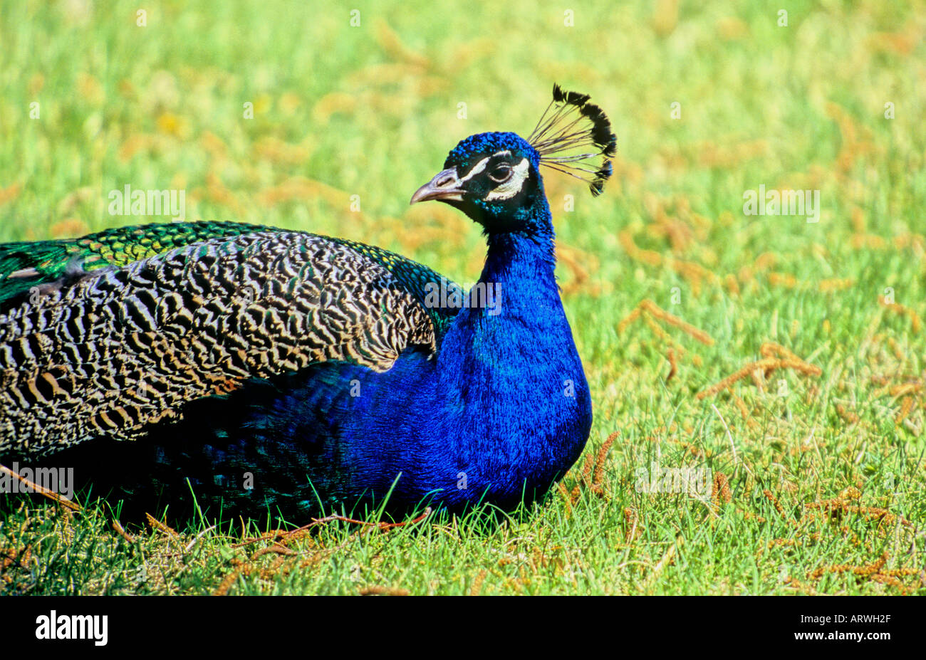 Robert peacock hi-res stock photography and images - Alamy