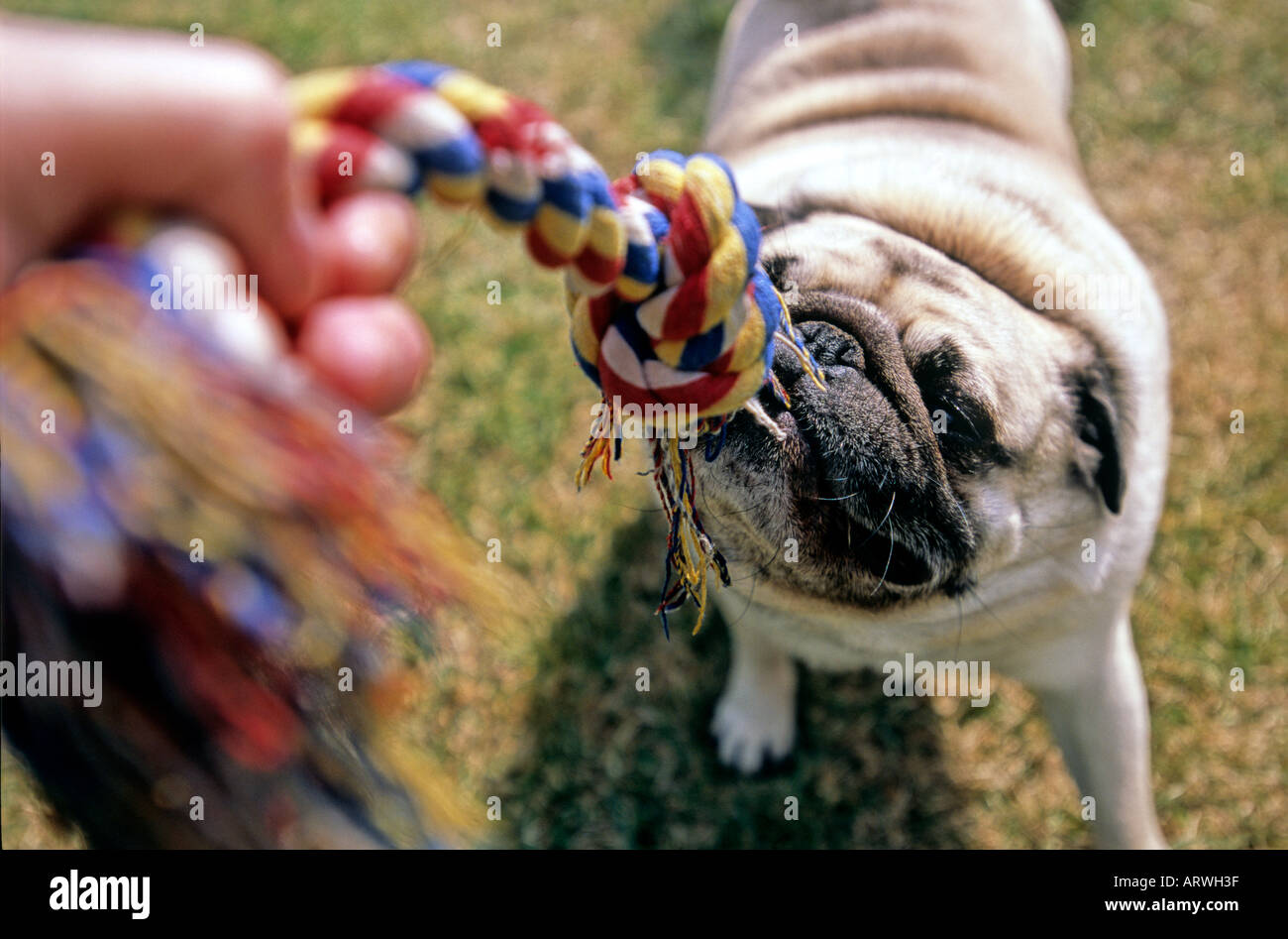 Pug dog playing tug Stock Photo - Alamy