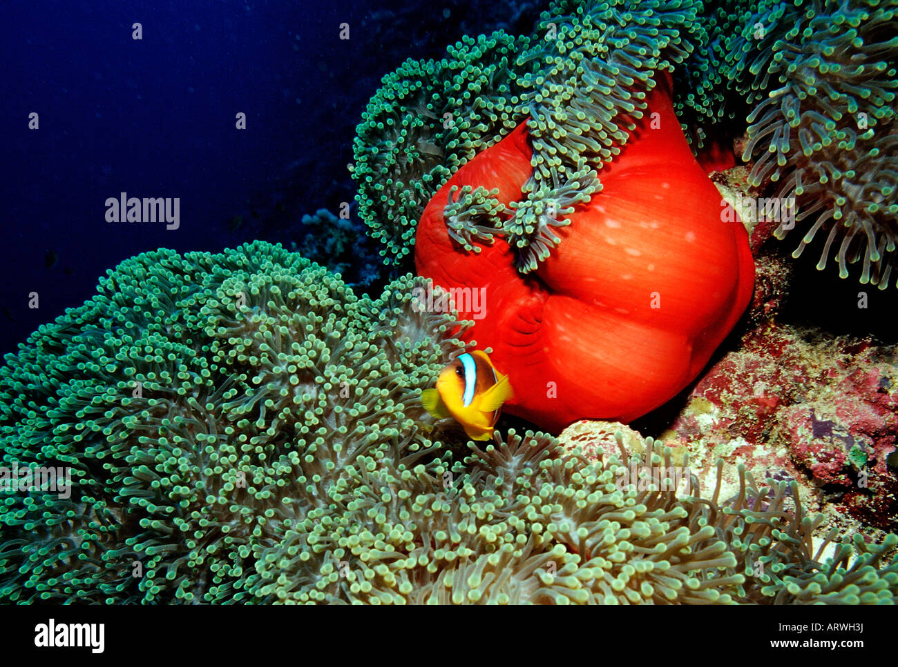 Clarks anemonefish in Anemone Amphiprion clarkii Red Sea Sudan Stock ...