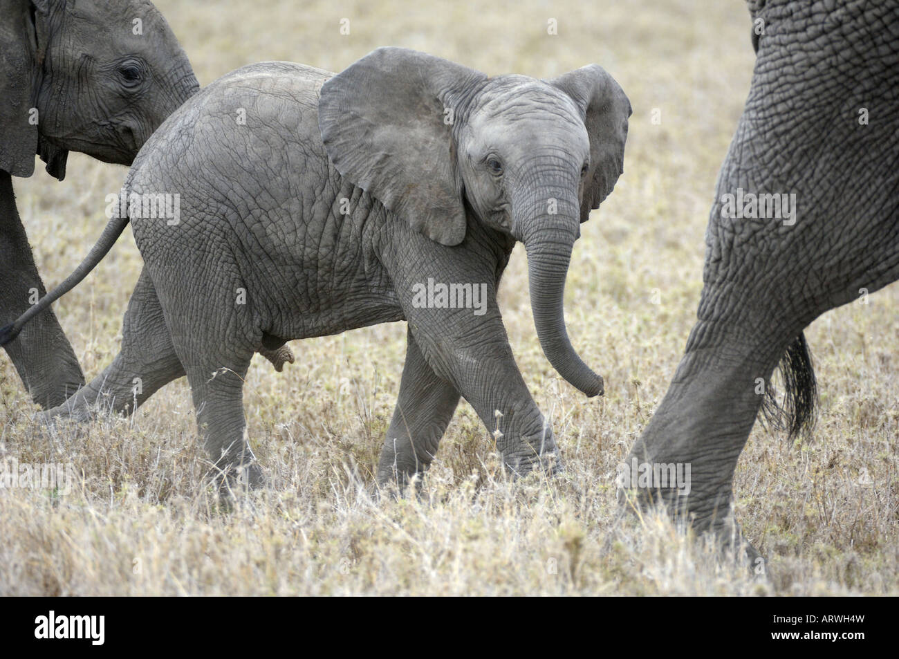 Elephant cubs,a walking Elephant Cub,Serengeti,Tanzania Stock Photo - Alamy