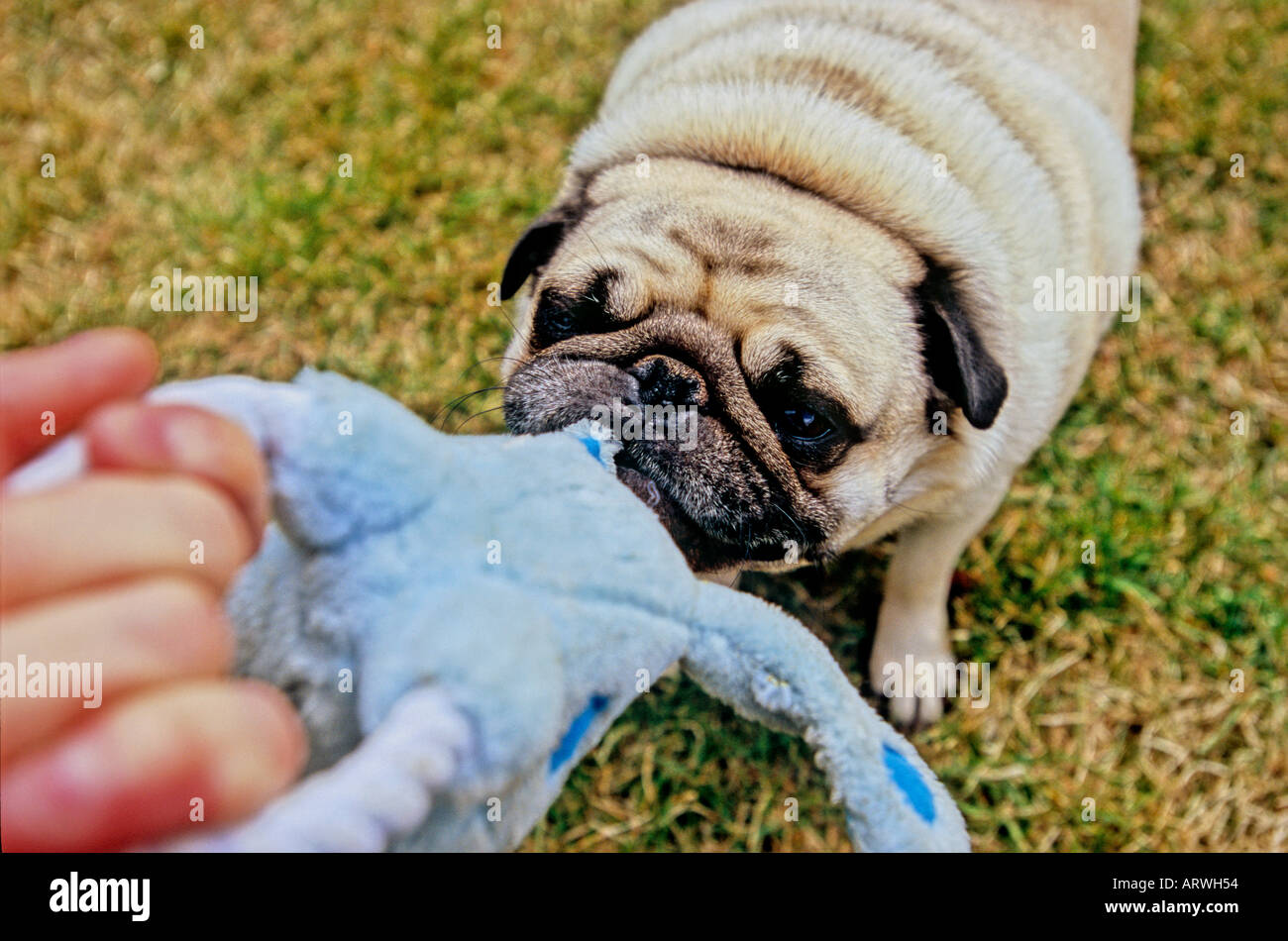 Pulling the pug hi-res stock photography and images - Alamy