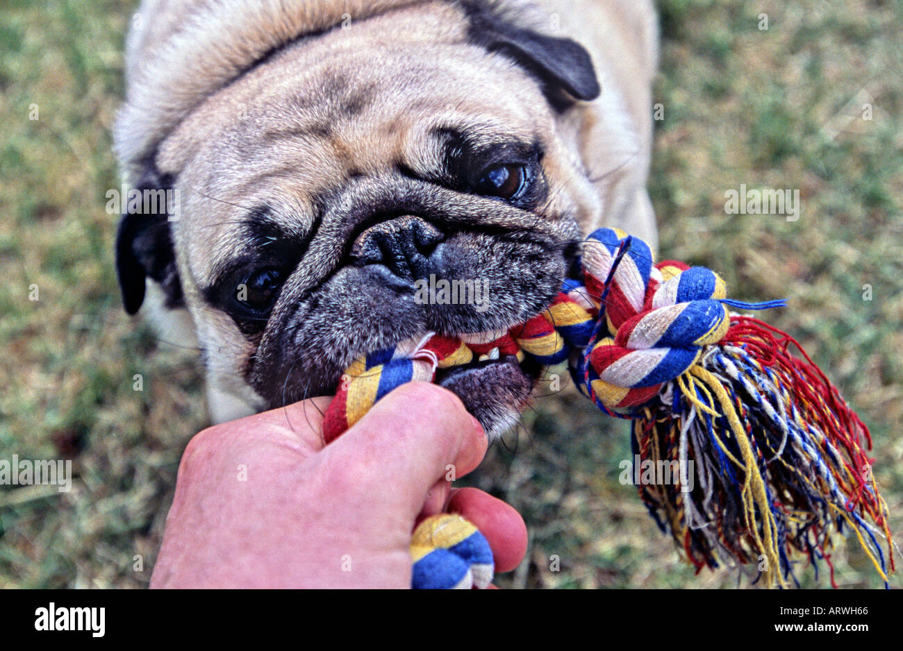 Pug dog playing tug Stock Photo - Alamy