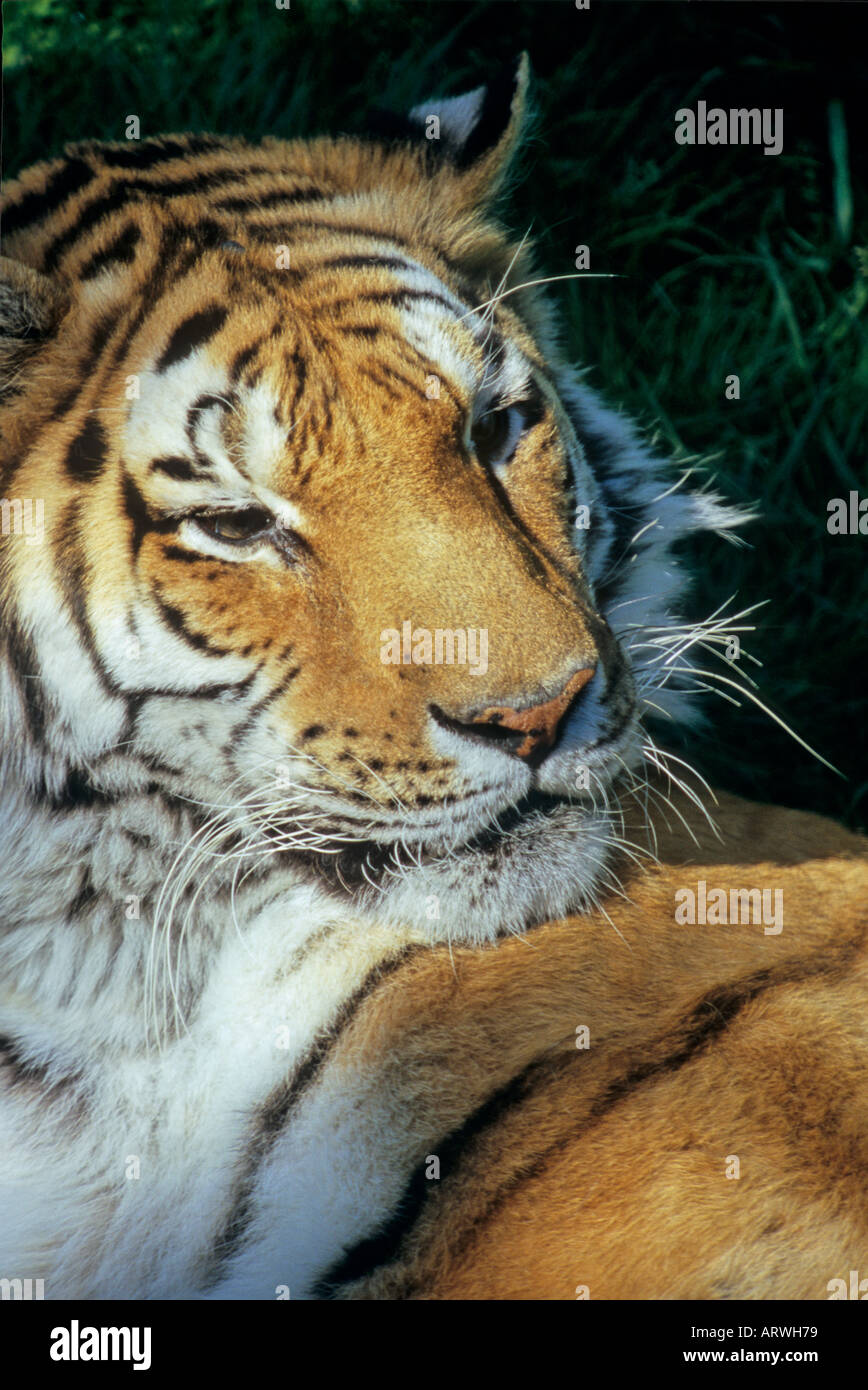 Siberian Tiger close up portrait Stock Photo - Alamy