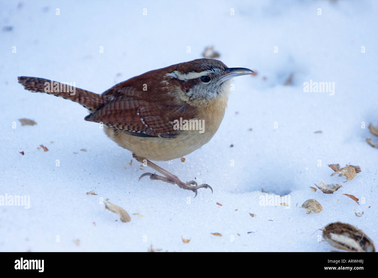 Carolina wren snow hi-res stock photography and images - Alamy