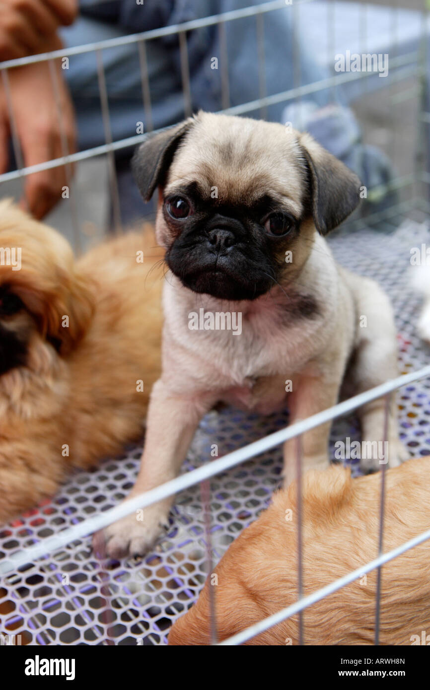 Pug china chinese hi-res stock photography and images - Alamy