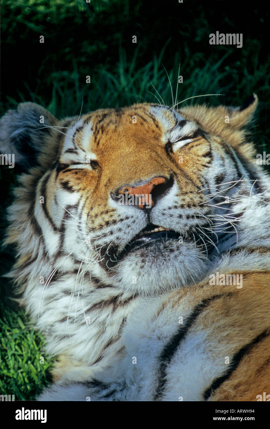 Tiger portrait vertical hi-res stock photography and images - Alamy