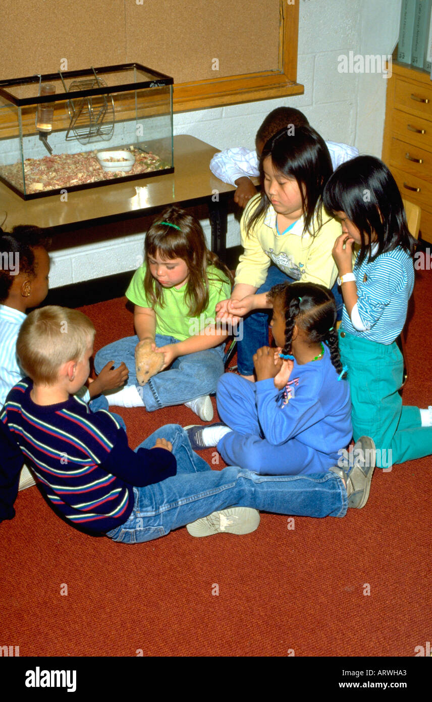 Students playing with hamster in school classroom age 6. St Paul ...