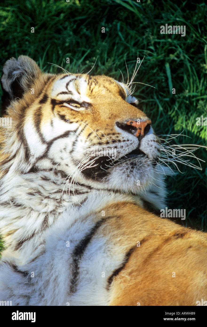 Tiger sleeping wild hi-res stock photography and images - Alamy
