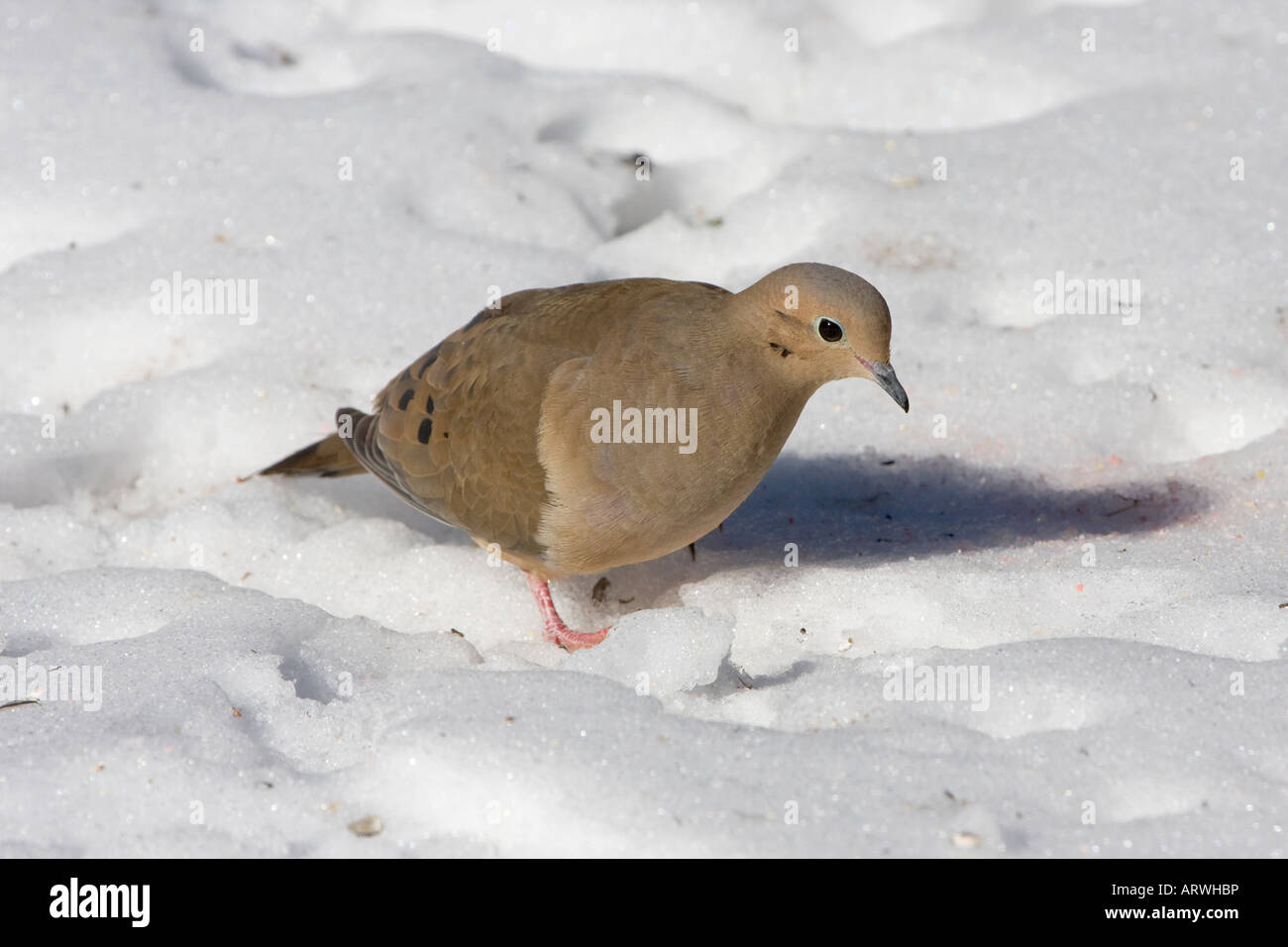 Mourning dove in snow hi-res stock photography and images - Alamy