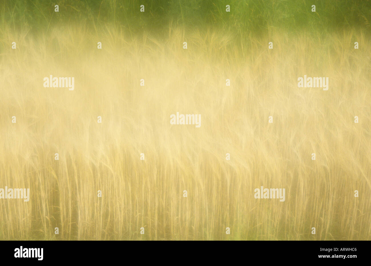 Atmospheric edge of a block of ripe blonde Two rowed barley or Hordeum ...