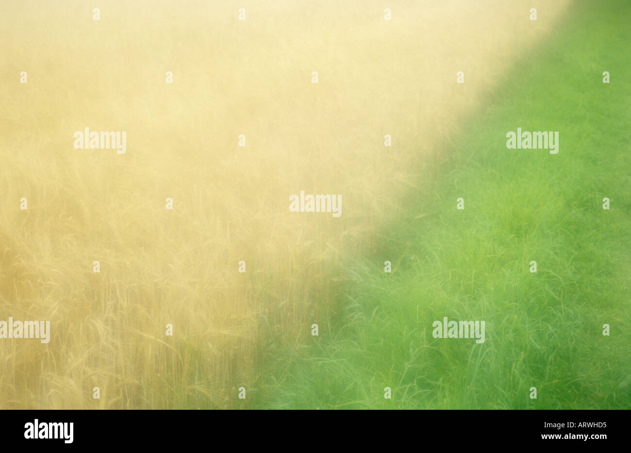 Two rowed barley field hi-res stock photography and images - Alamy
