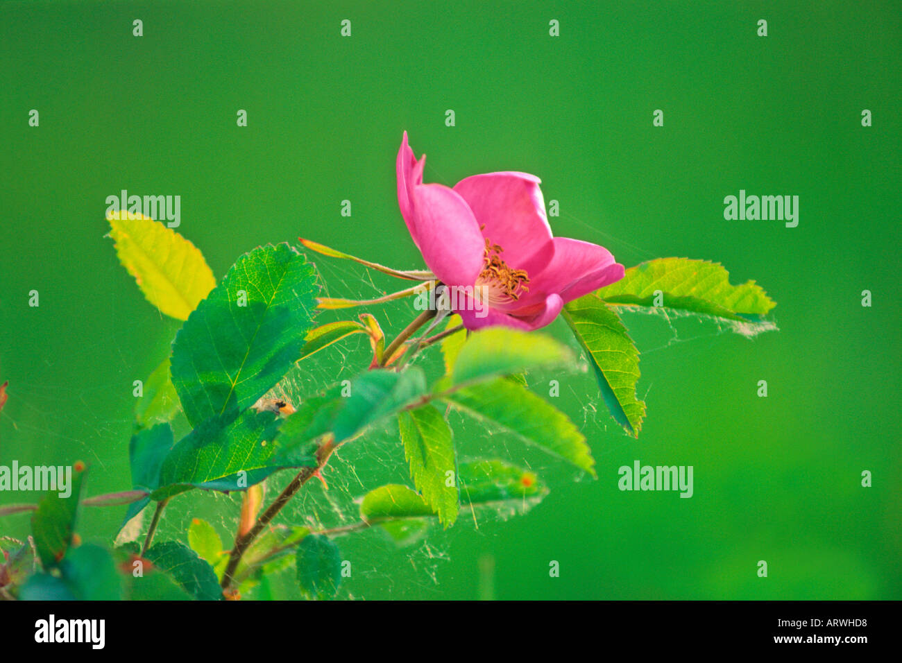 Alberta official flower hi-res stock photography and images - Alamy