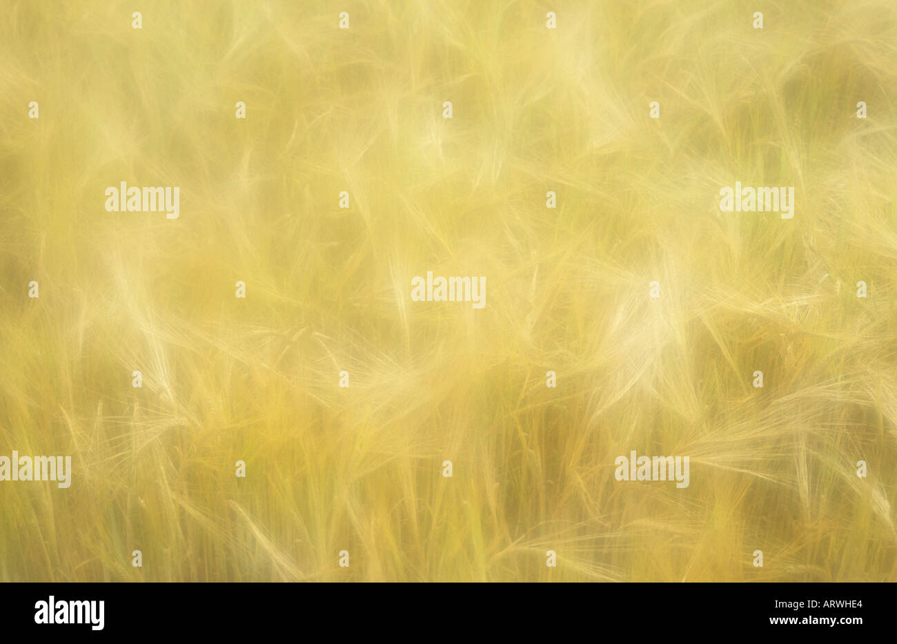 Two rowed barley hi-res stock photography and images - Alamy