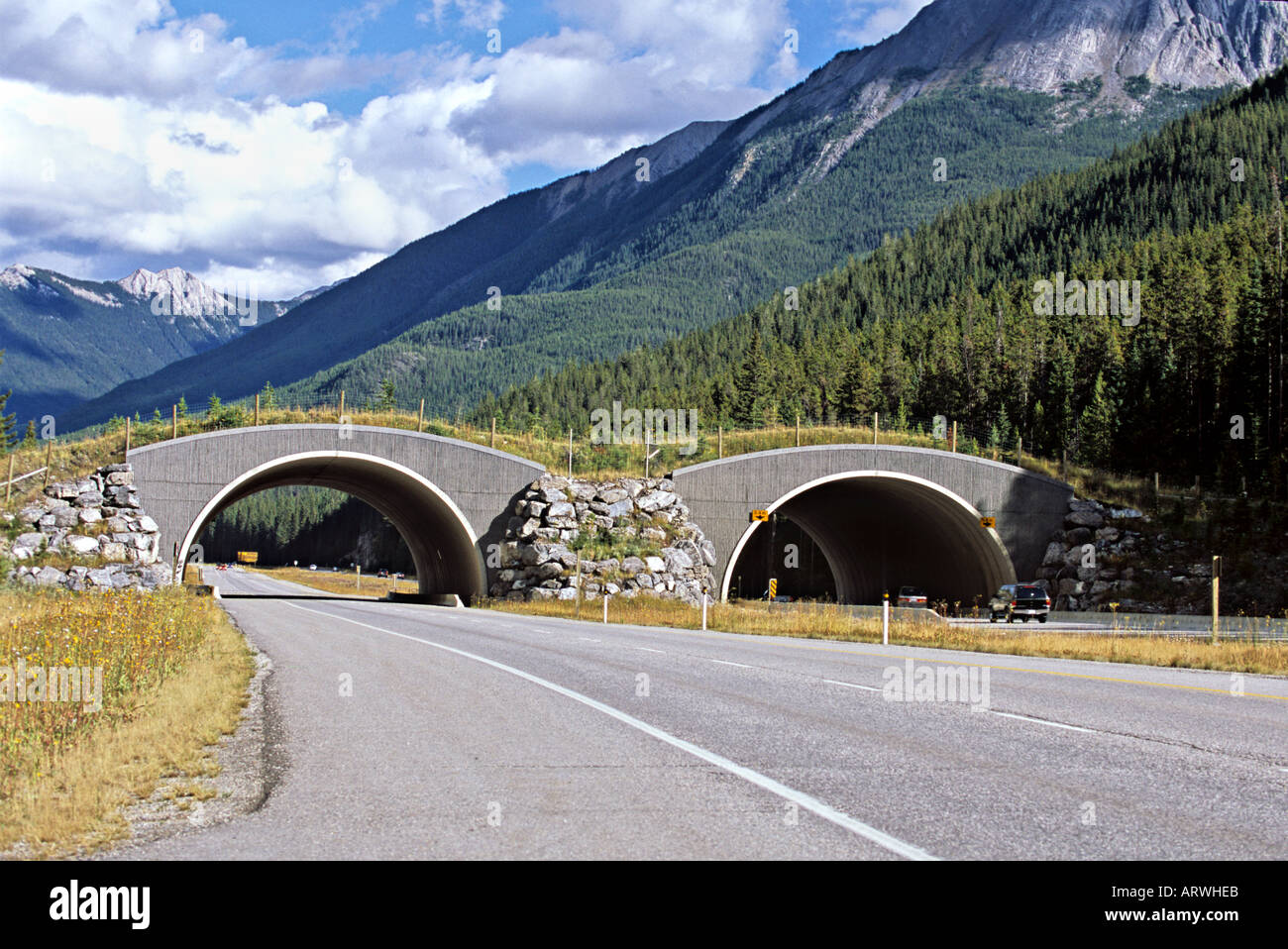 Wildlife overpass hi-res stock photography and images - Alamy