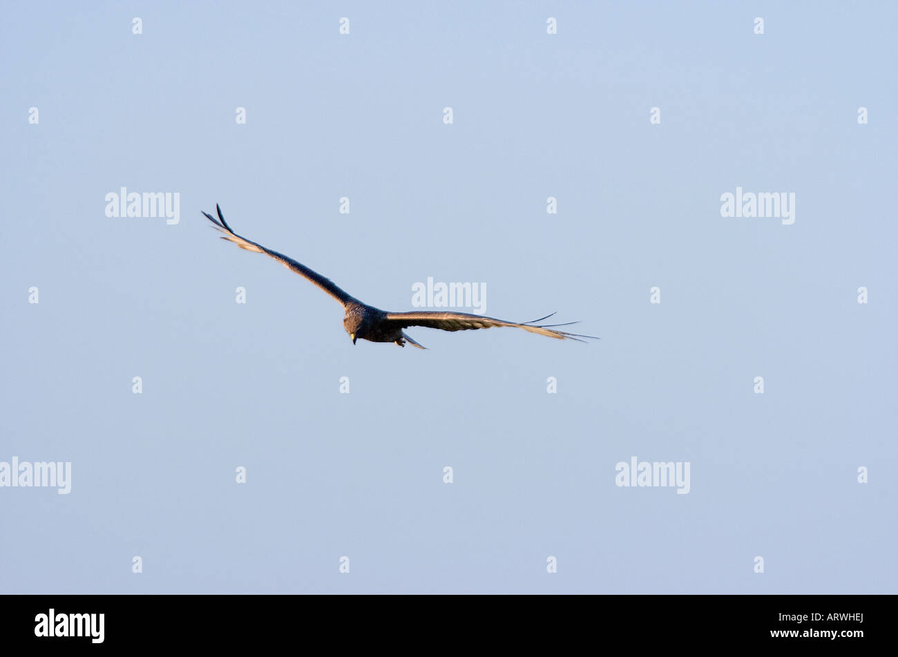 Swamp Harrier Circus approximans Stock Photo - Alamy