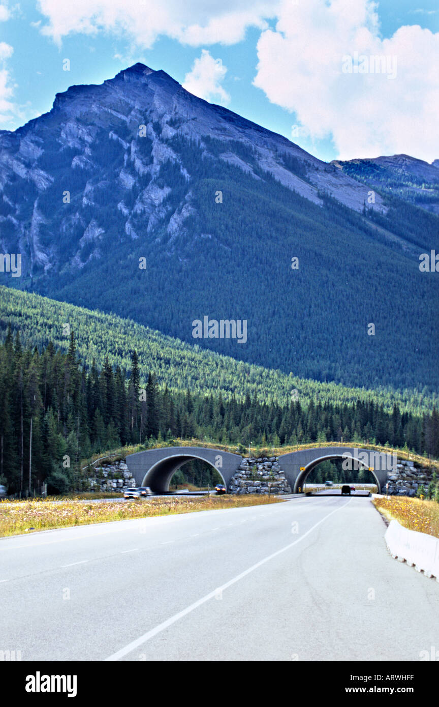 Wildlife corridor and highway hi-res stock photography and images - Alamy