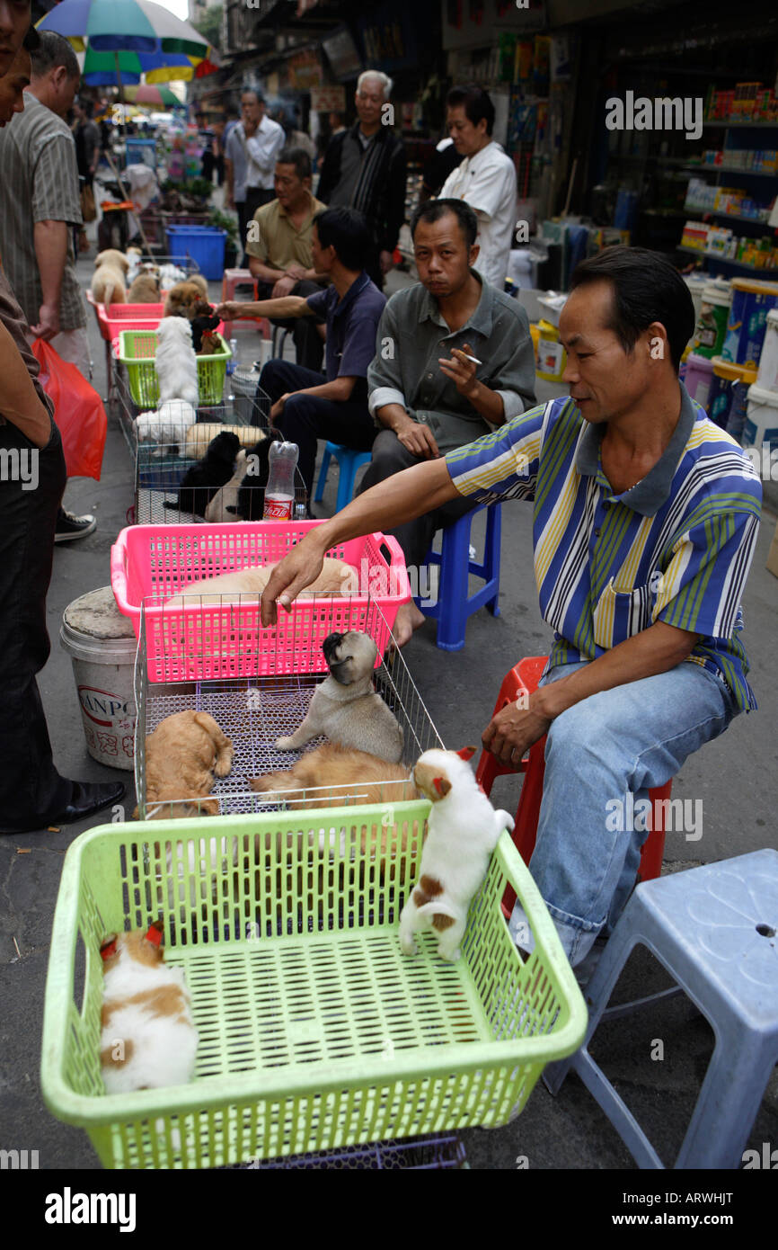 Pet Street Market Peaceful Market Qingping Lu Canton Guangzhou China ...