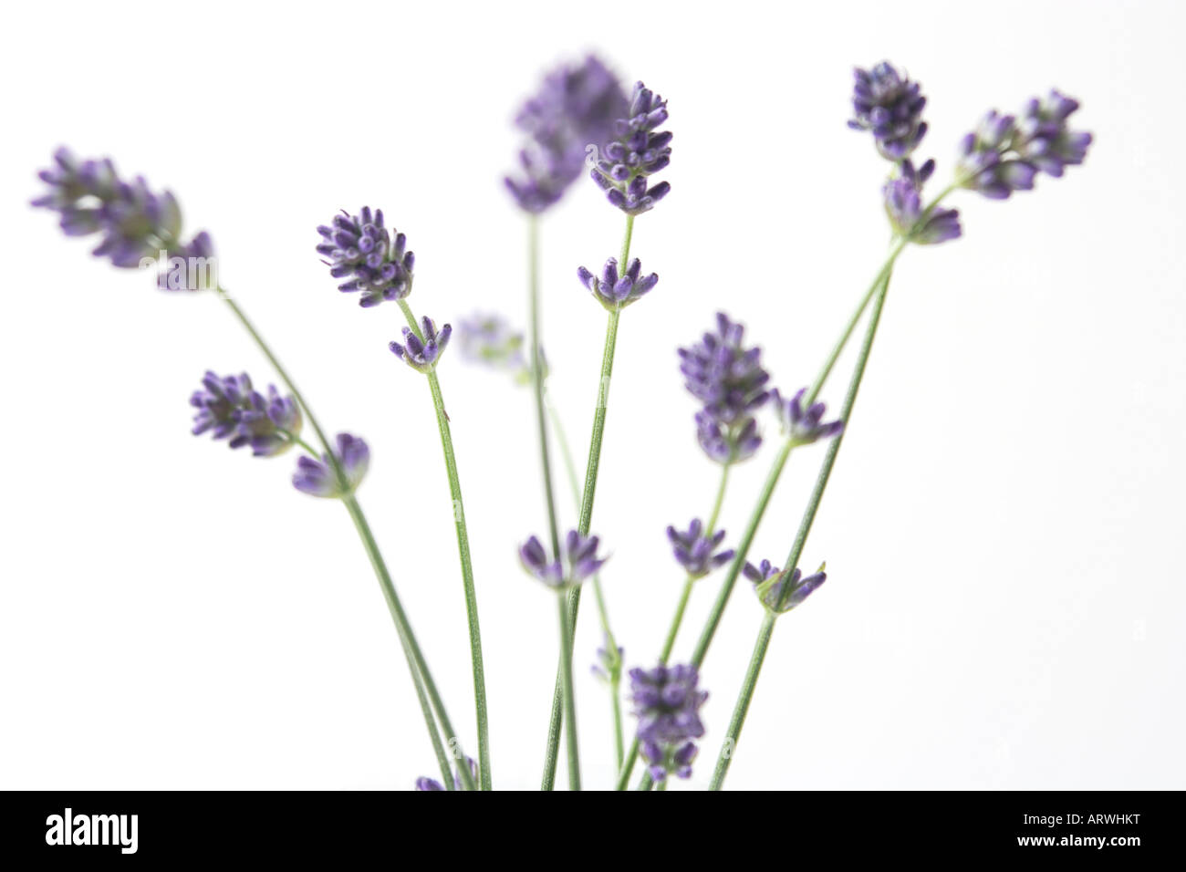 Lavender sprig hi-res stock photography and images - Alamy