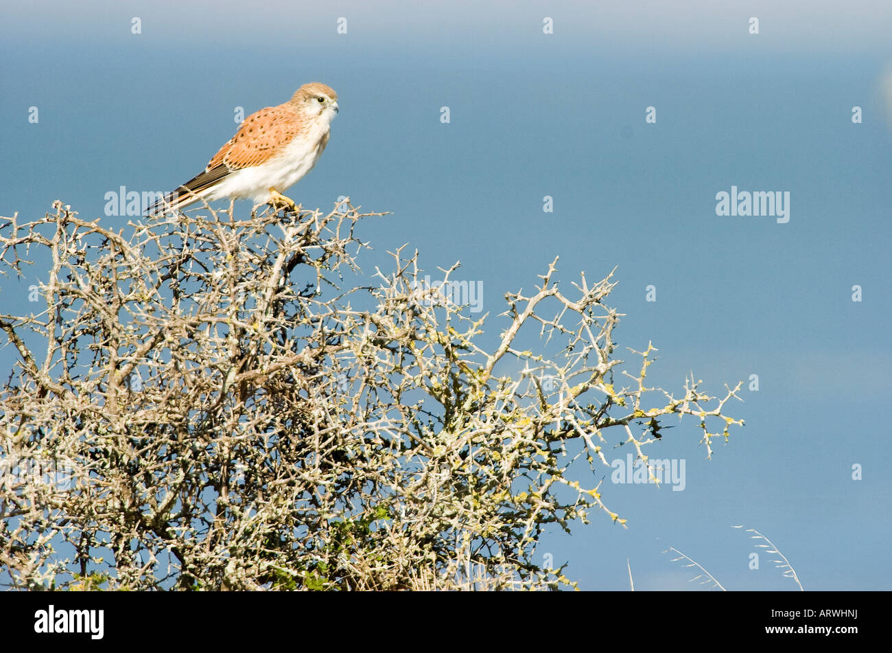 Australian Kestrel Falco cenchroides Australia on thorn bush, sea in ...