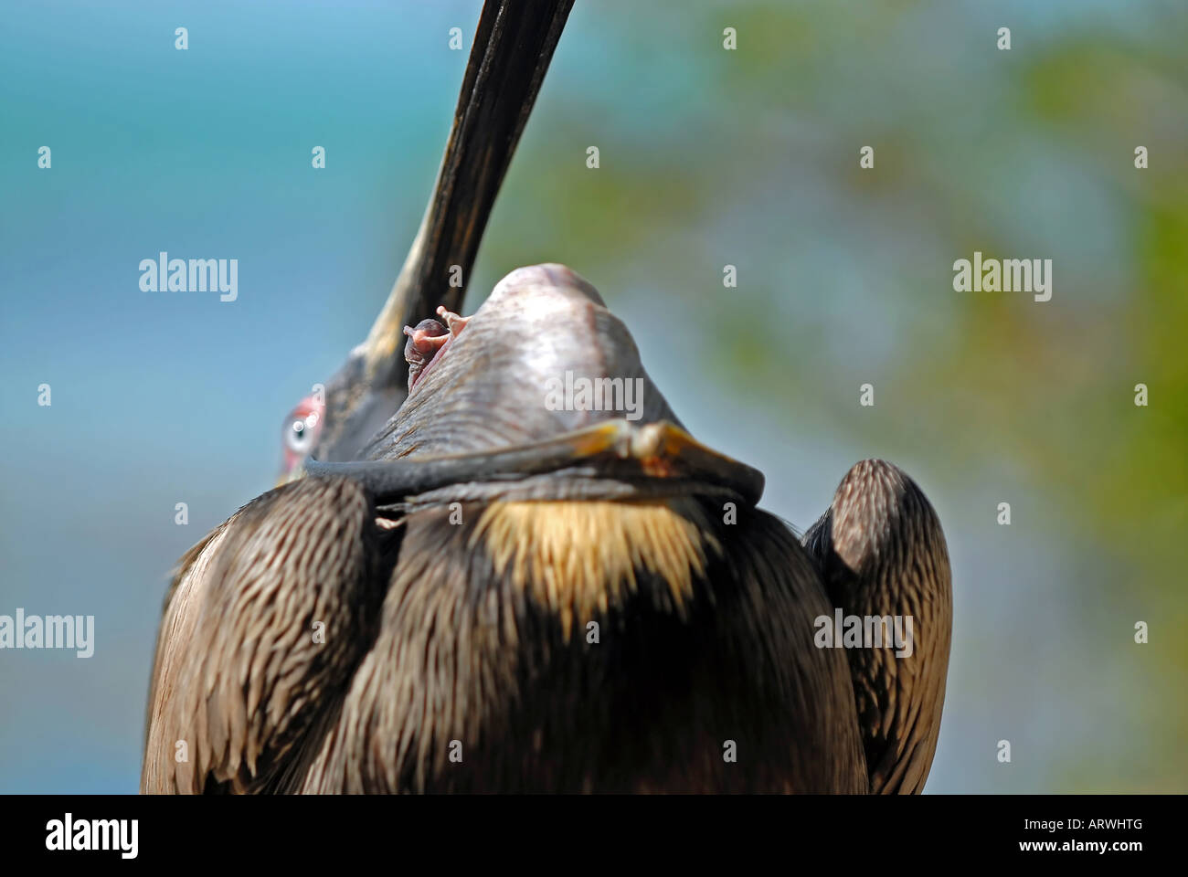 Pelican open mouth hi-res stock photography and images - Alamy