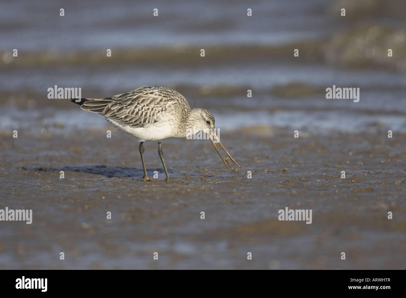 Bar tailed Godwit limosa lapponica feeding on worms in tidal estuary ...