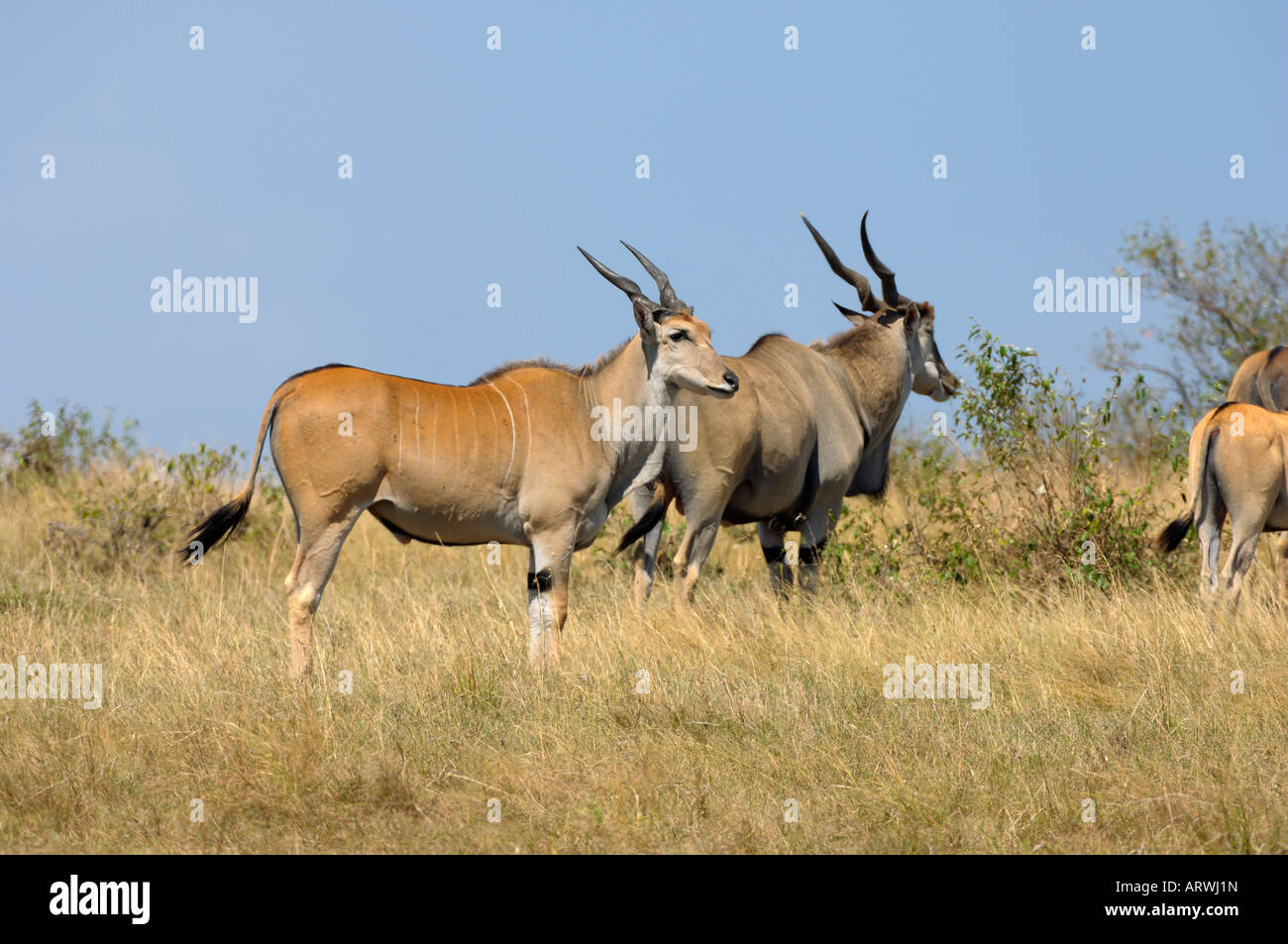 Eland,a group of Eland Antelopes,Masai Mara,Kenya Stock Photo - Alamy