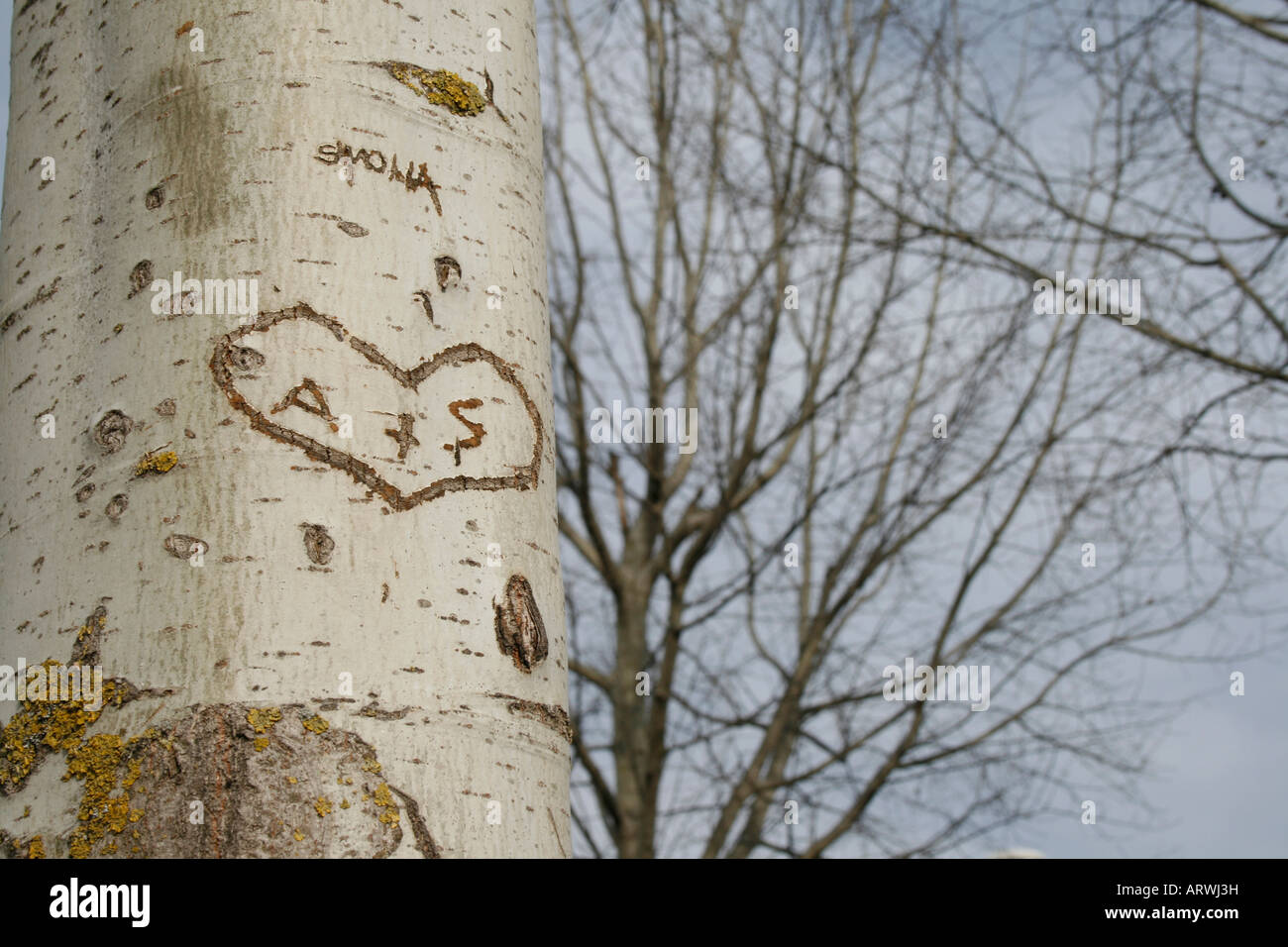 heart carved on tree trunk Stock Photo - Alamy