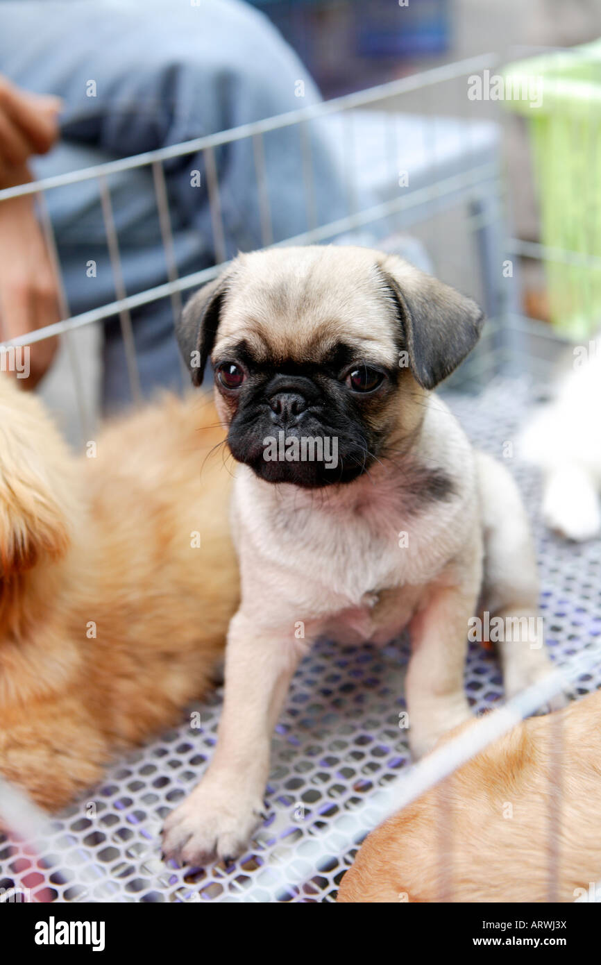 Pet Street Market Peaceful Market Qingping Lu Canton Guangzhou China ...