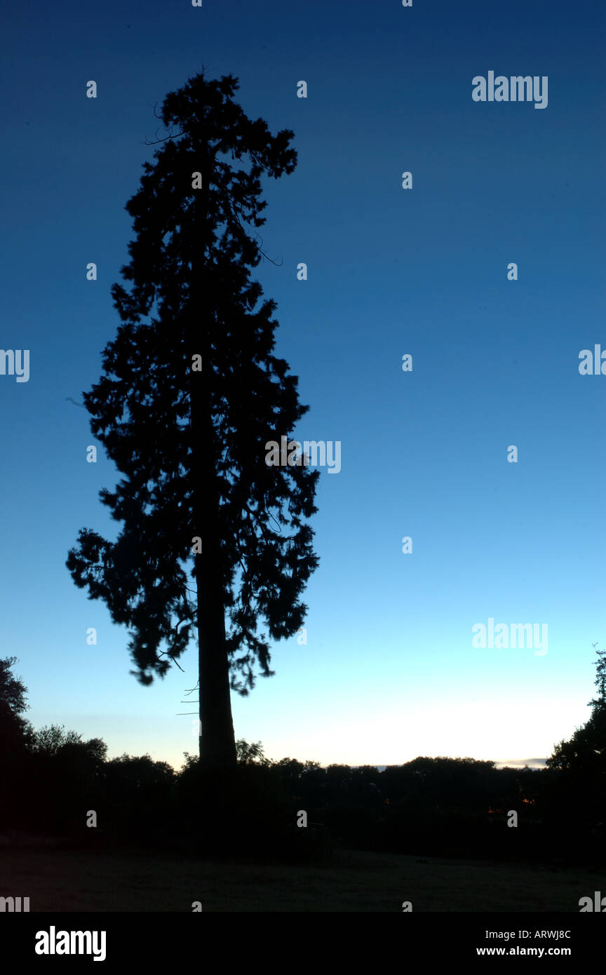 Westbrook Hay Tree Stock Photo - Alamy
