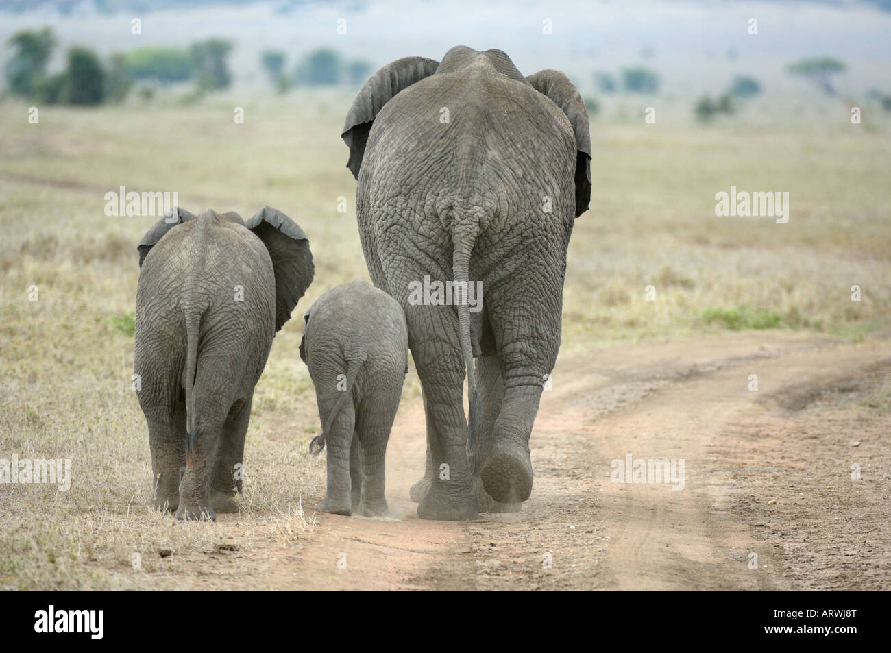 Elephants backside hi-res stock photography and images - Alamy