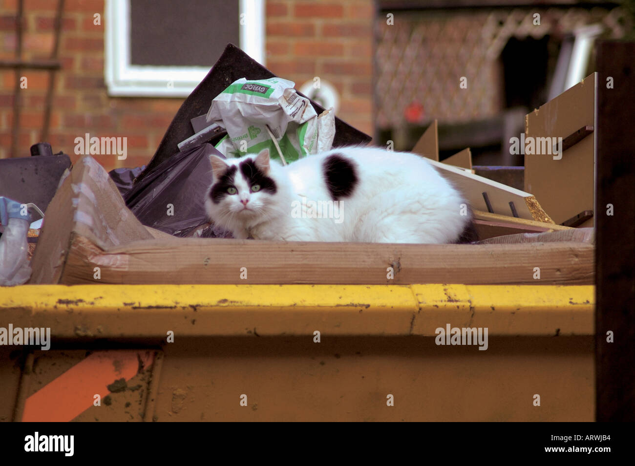 Cat in a skip Stock Photo - Alamy