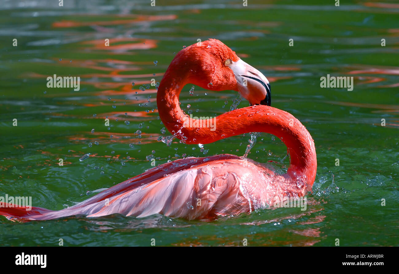 Close up of a flamingo bird hi-res stock photography and images - Alamy