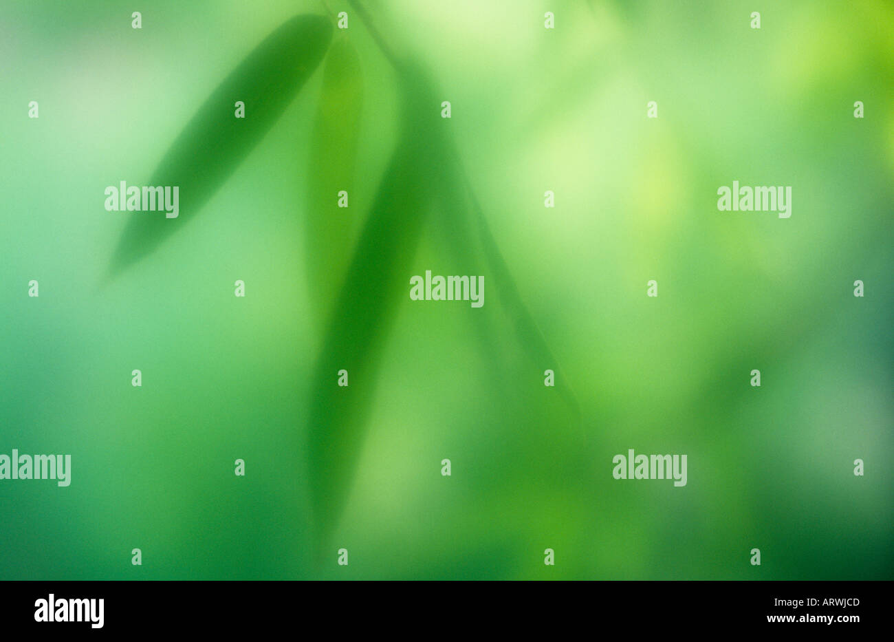 Atmospheric close up of part of a stem of Bamboo or Arundiniara ...