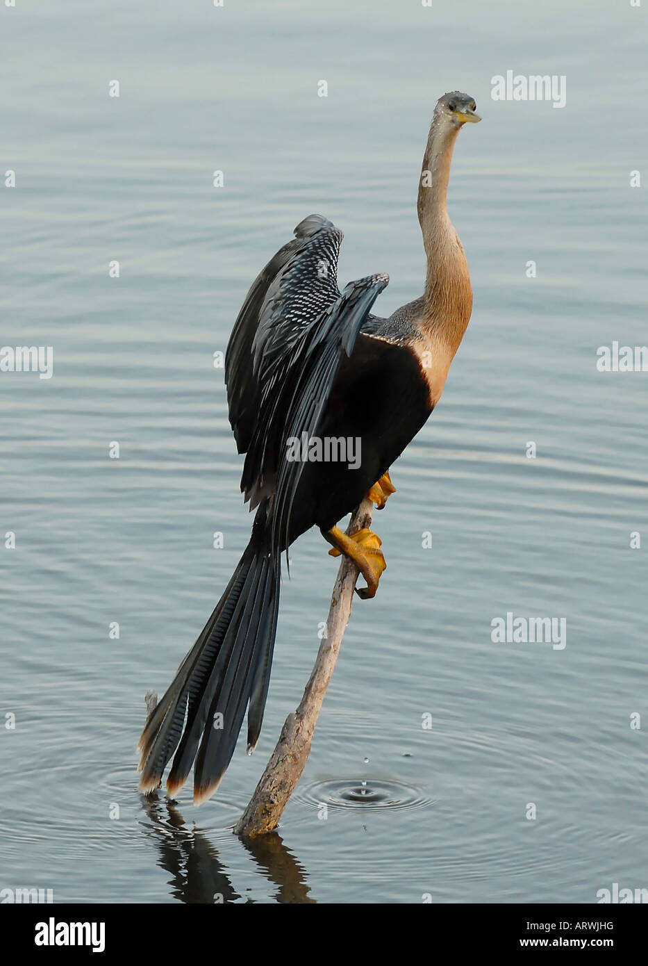 Snake neck bird hi-res stock photography and images - Alamy