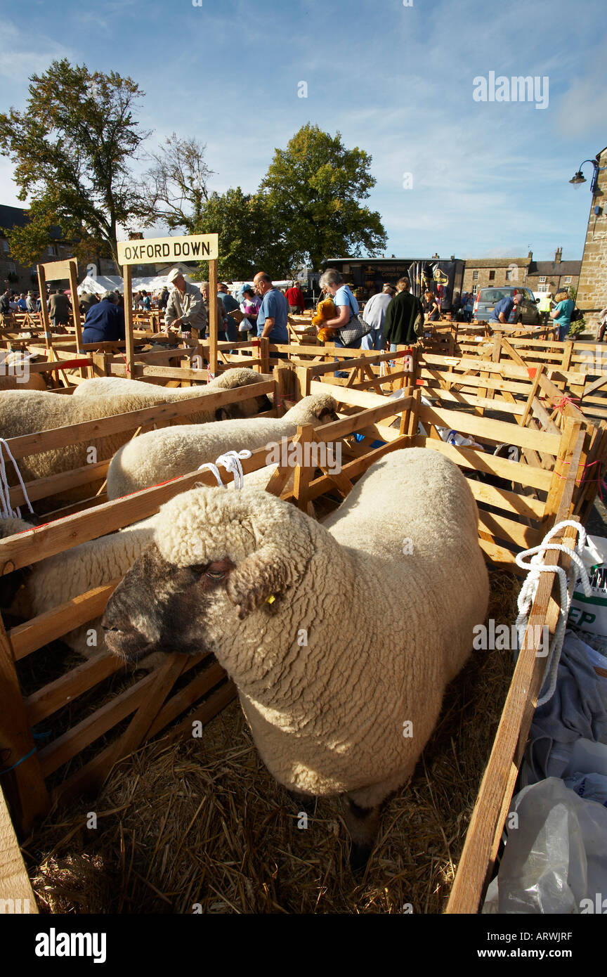 September Sheep Fair held in the Market Place Masham near Ripon North ...