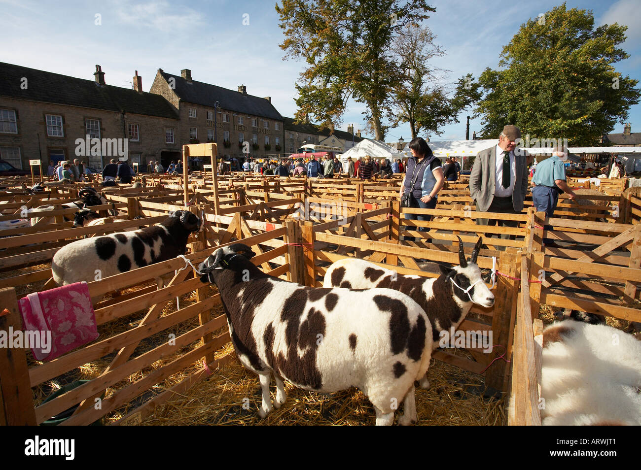 September Sheep Fair held in the Market Place Masham near Ripon North ...