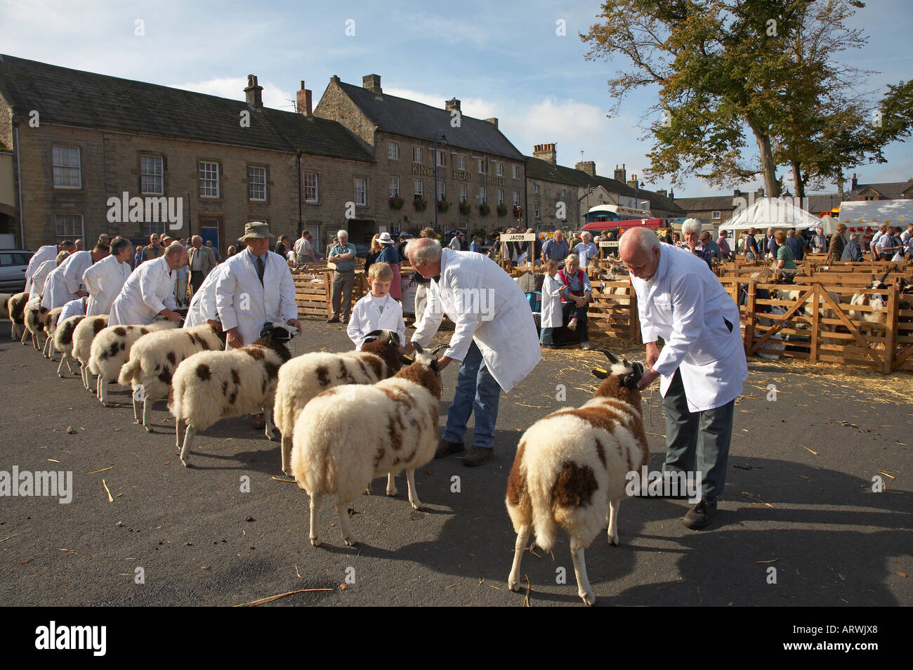 Judging Masham Sheep Fair held end of September each year in the Market ...