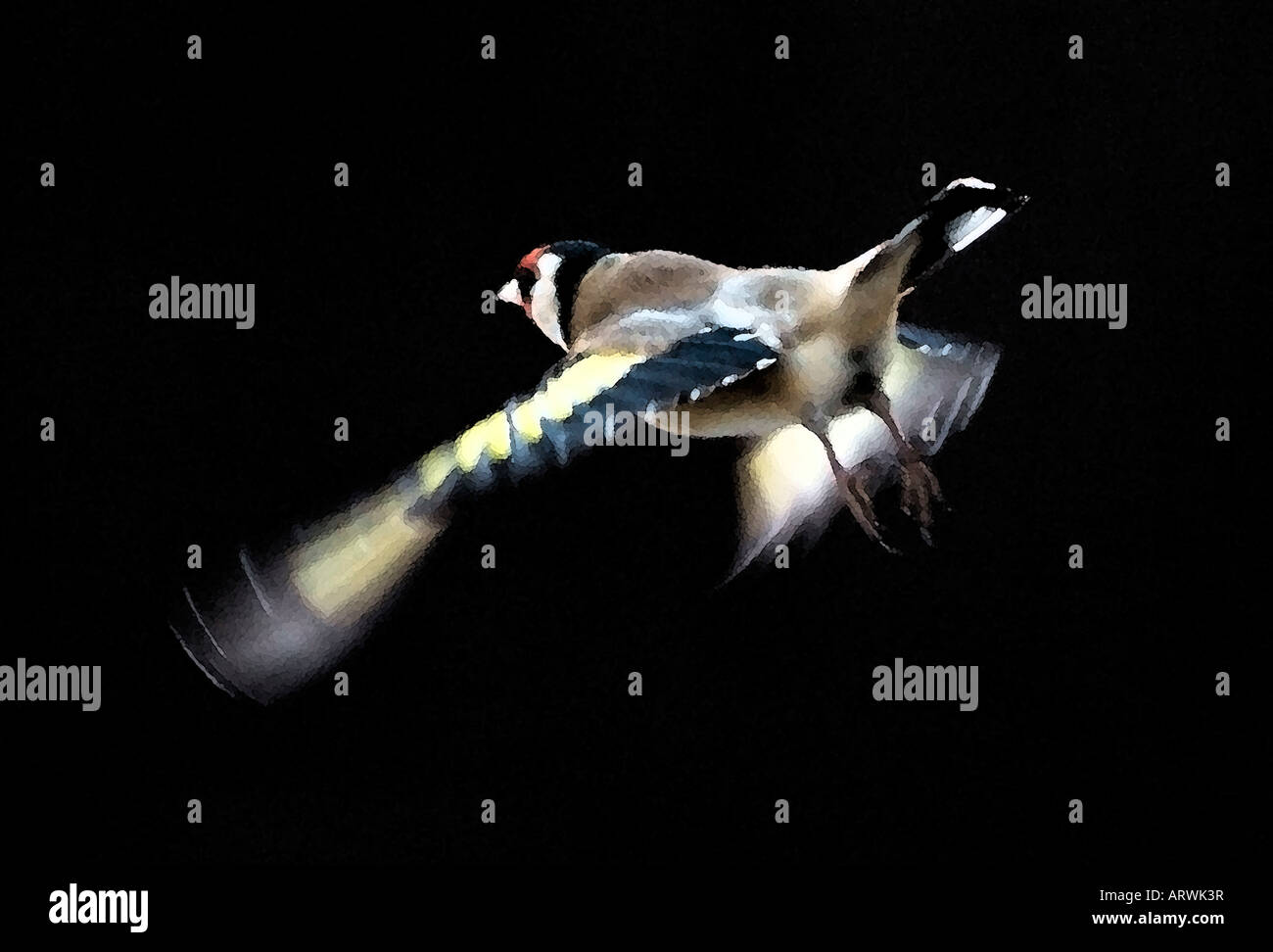 Finch in flight (goldfinch Stock Photo - Alamy