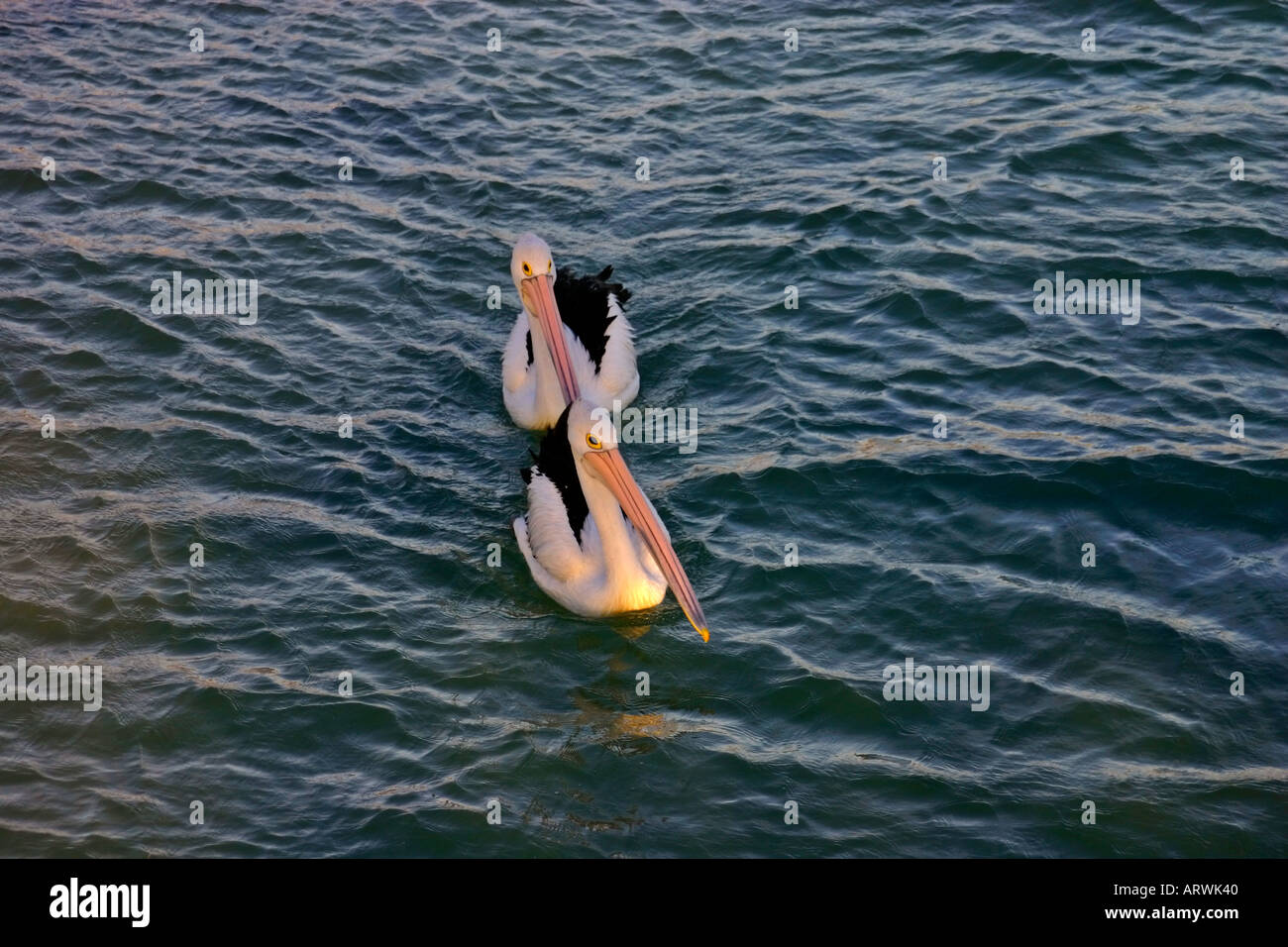 Pelicans looking for food in the UNESCO Shark Bay World Heritage Centre ...
