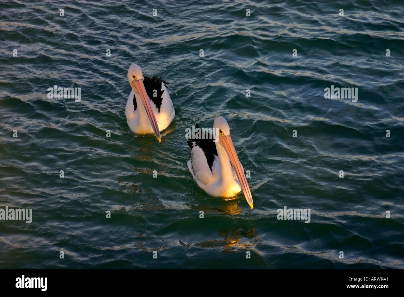 Pelicans looking for food in the UNESCO Shark Bay World Heritage Centre ...