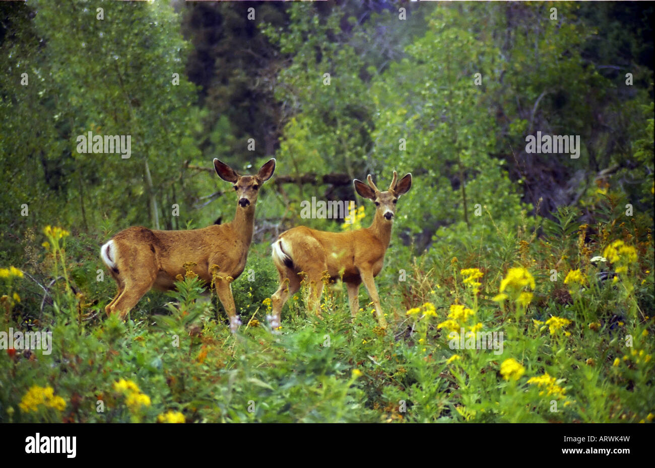 Two deer hi-res stock photography and images - Alamy