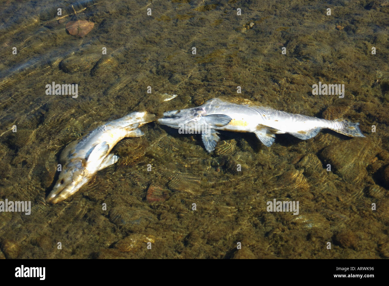 Spawned out dead Pink salmon, Skykomish River, Washington Stock Photo ...
