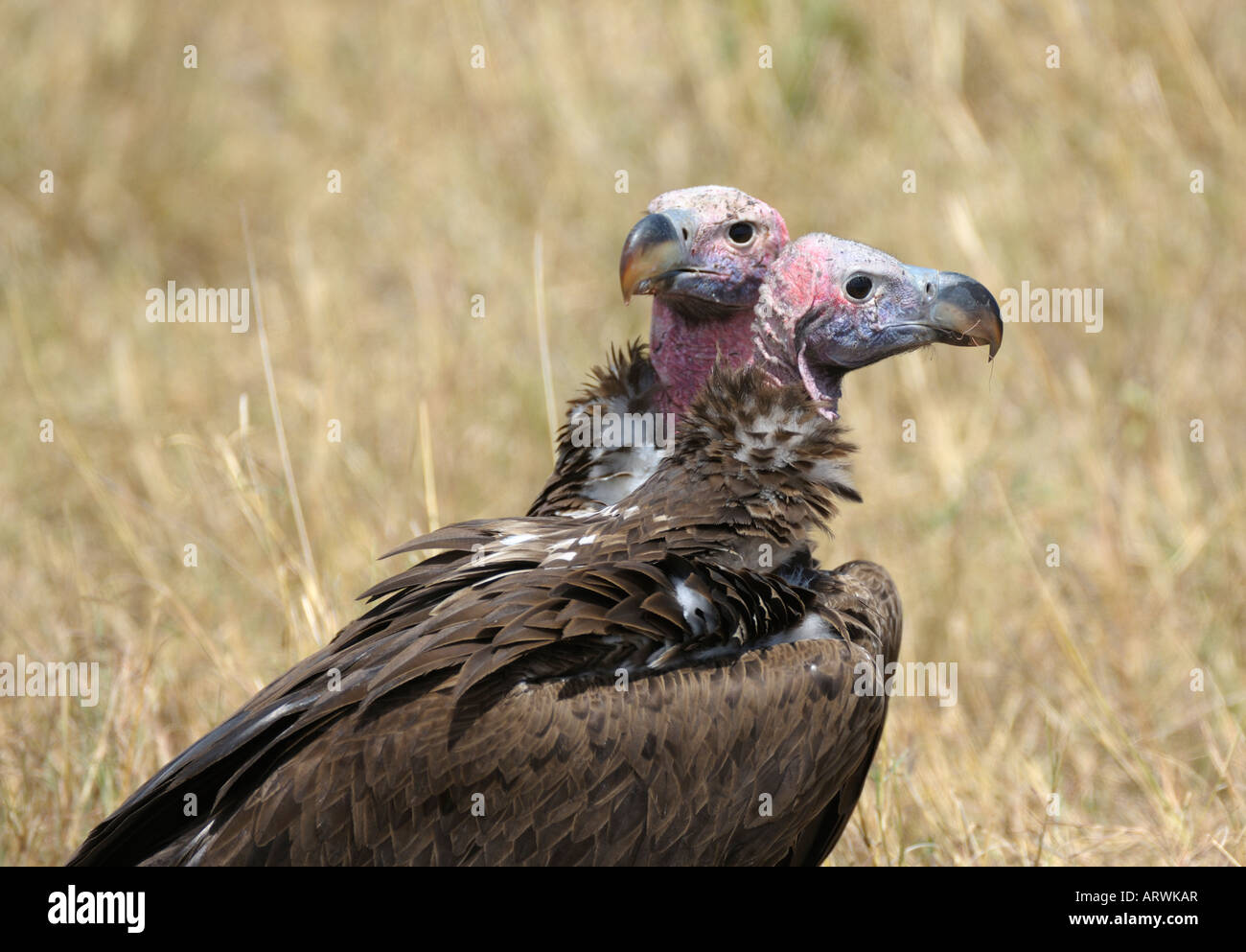 Two vultures hi-res stock photography and images - Alamy