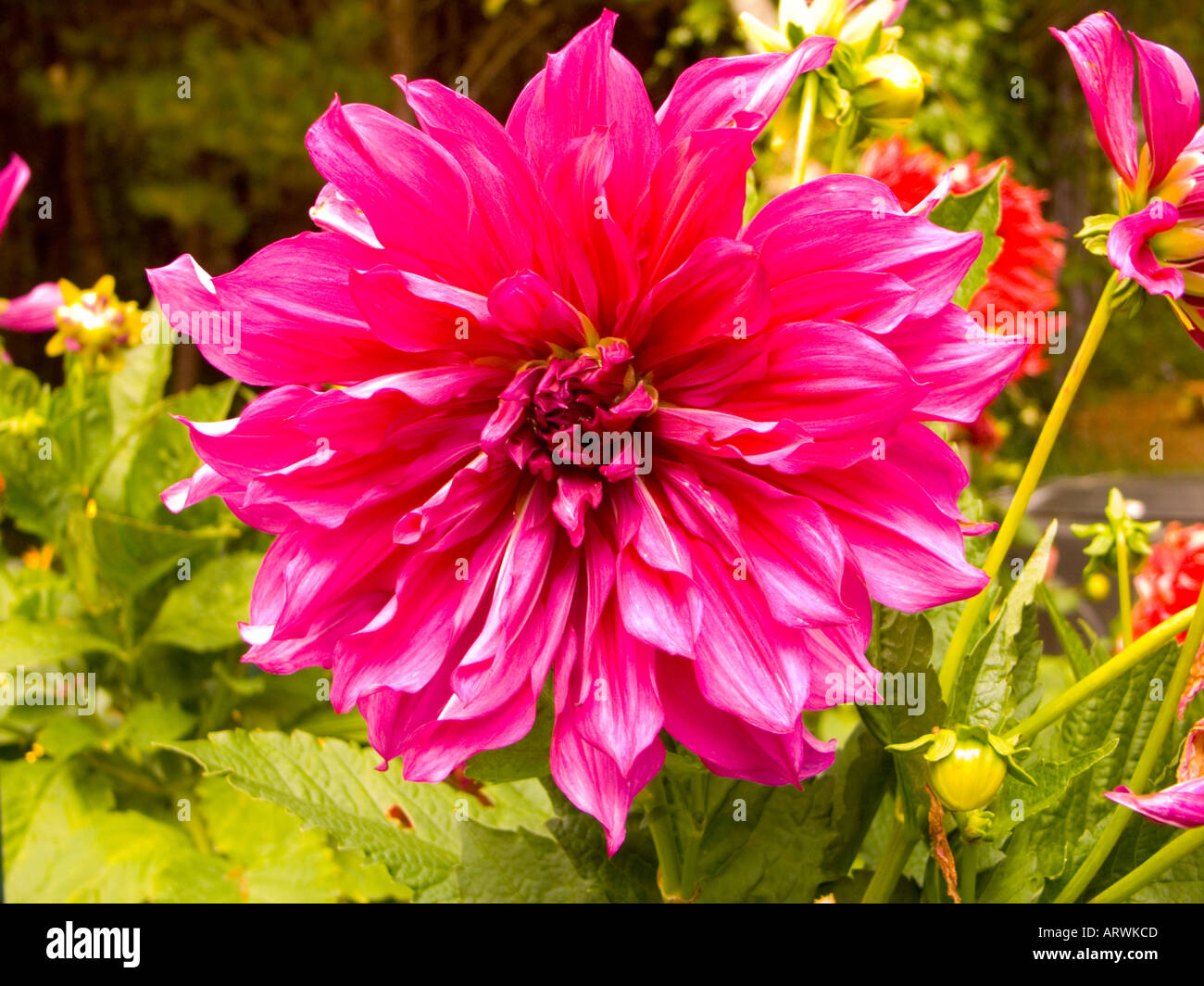 Dahlia bloom showing a closeup of plant known as Fire Magic Stock Photo ...