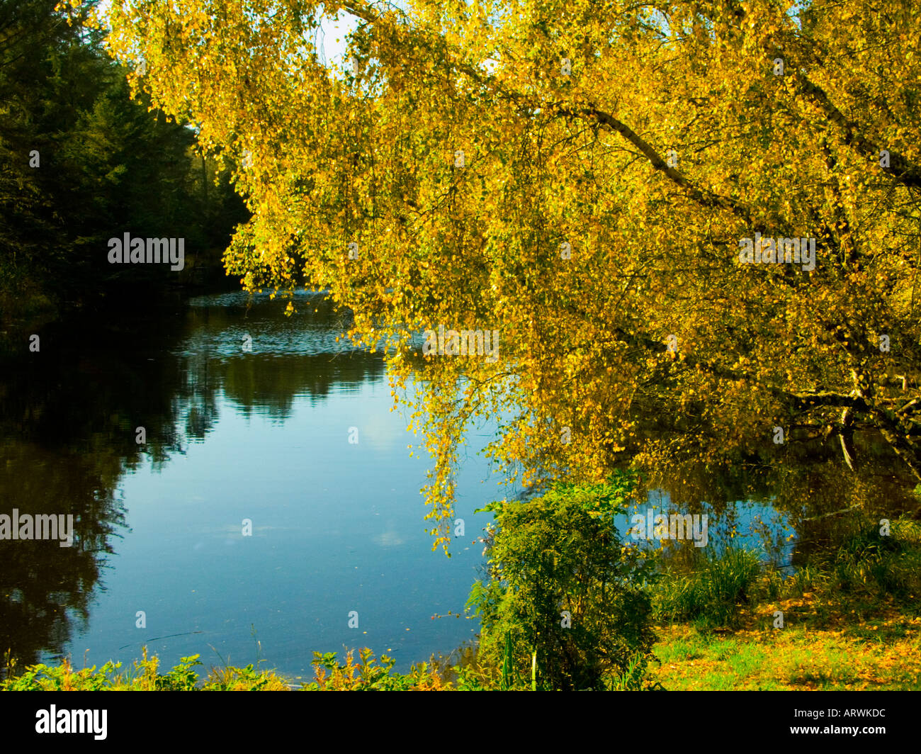 Beaver Creek flows peacefully under autumn colored willow trees in Ona ...