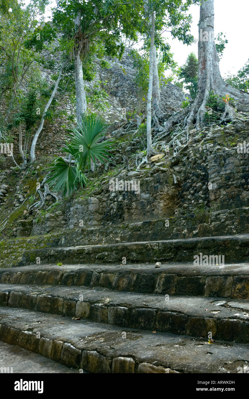 Tree Roots Growing On Temple Steps in the Jungle Coba Complex Maya ...